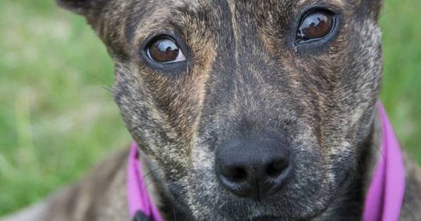 Black Dog Animal Rescue - 2017 #GivingTuesday